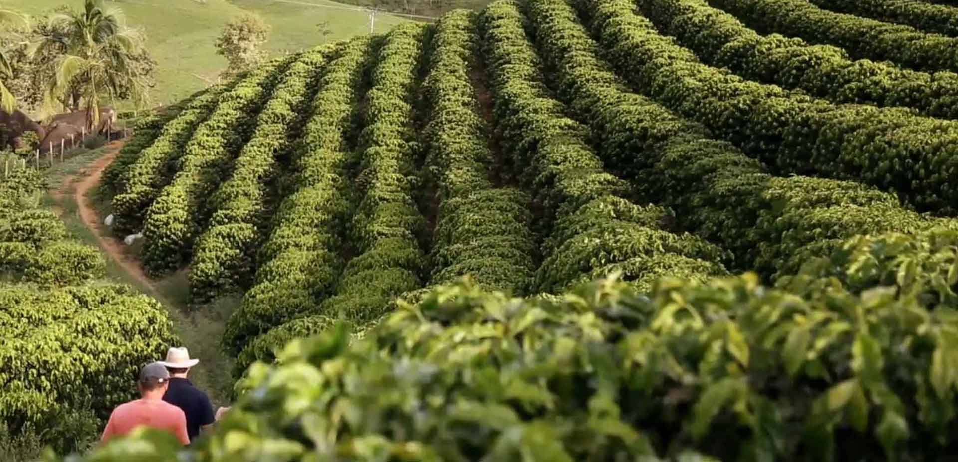 The power of coffee | Nestlé Global