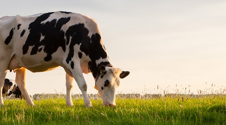 Regenerative agriculture | Nestlé Global Regenerative agriculture | Nestlé Global