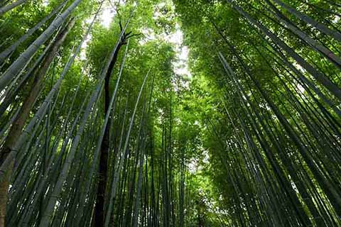 Nestlé is planting 10 million trees in Australia by 2025