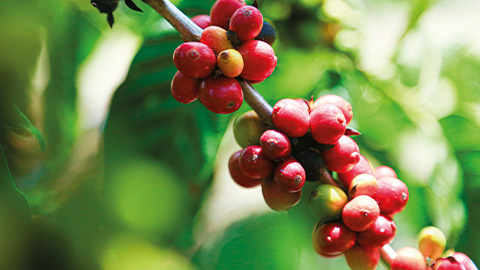 Sustainably sourced raw materials | Nestlé Global