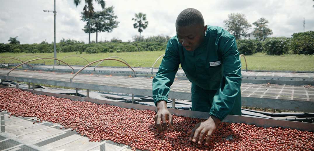 Strengthening the coffee supply chain | Nestlé Global