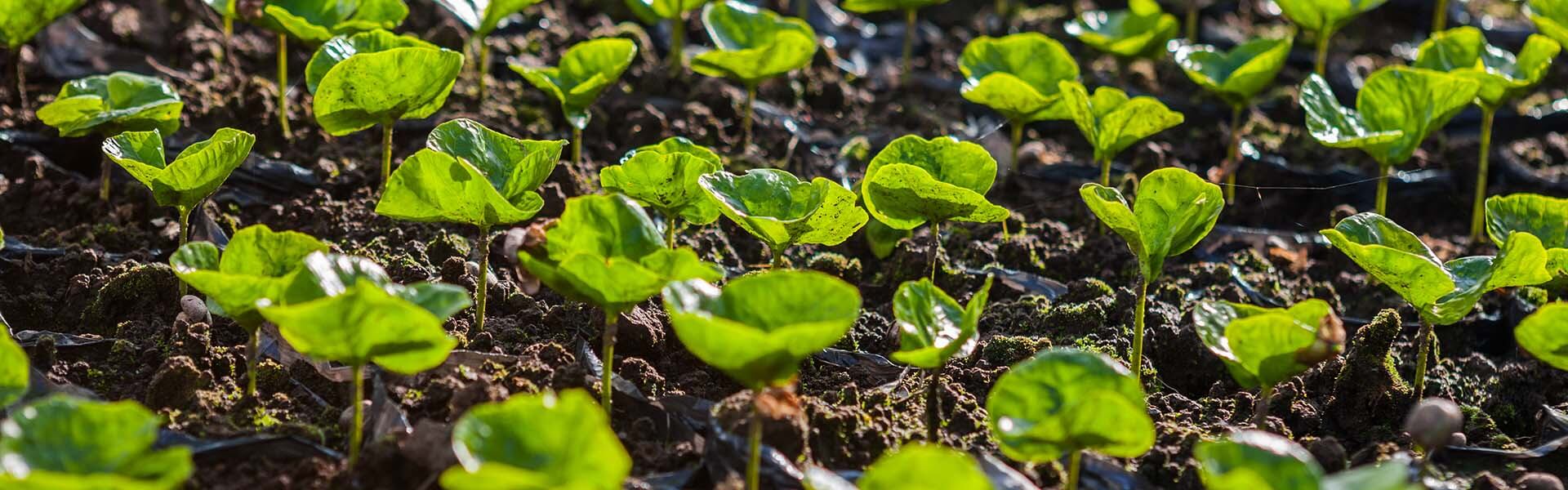 A breakthrough in coffee breeding | Nestlé Global