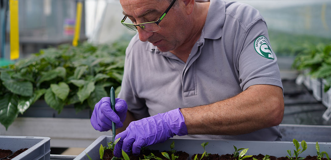 A breakthrough in coffee breeding | Nestlé Global