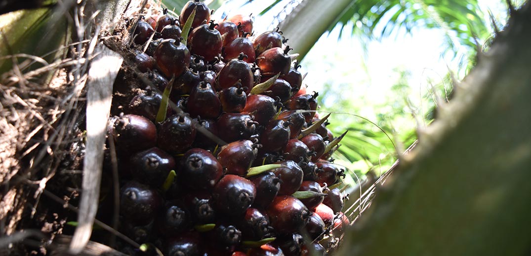 Responsible sourcing of oil palm in Mexico | Nestlé Global
