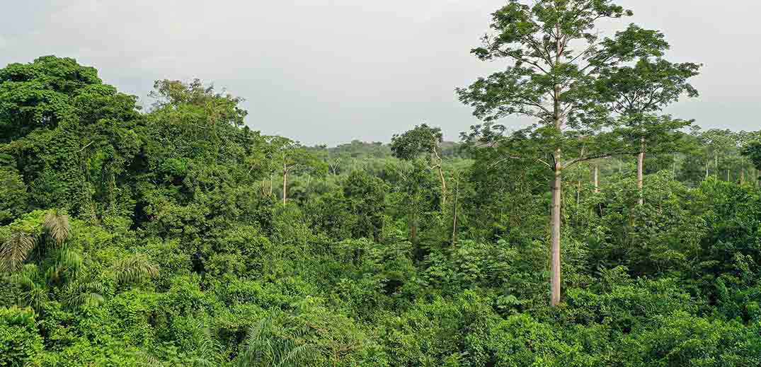 Protecting and restoring forests: a community strategy