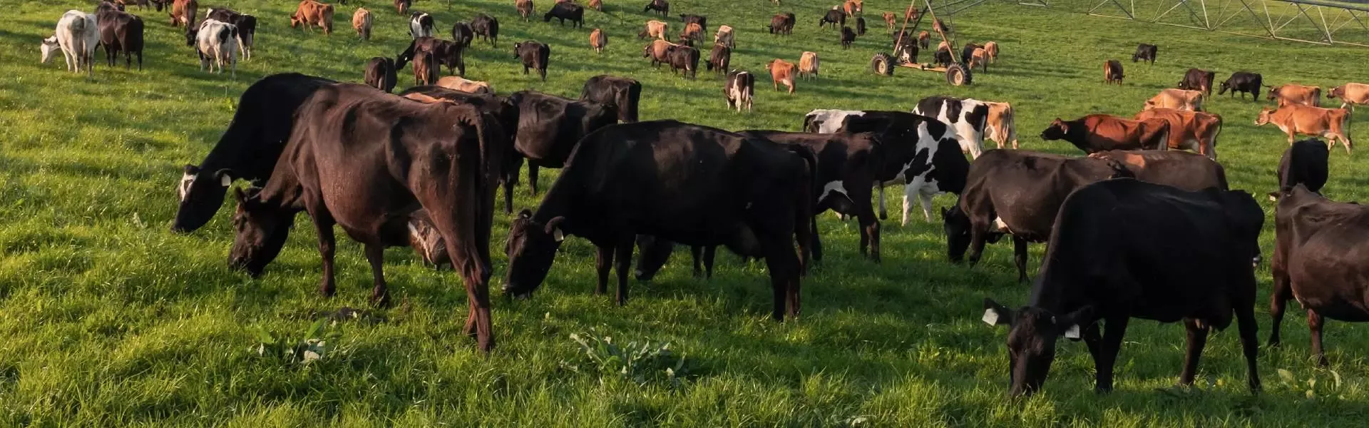 Dairy supply chain | Nestlé Global