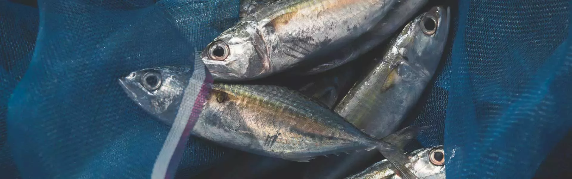 Fish and seafood sourcing | Nestlé Global
