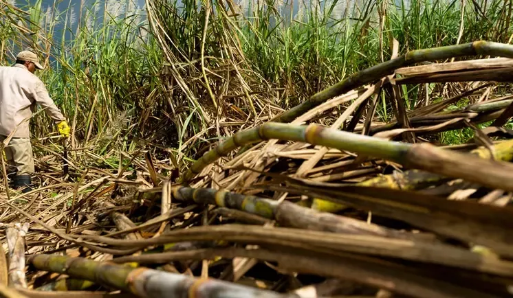 Sugar sourcing | Nestlé Global