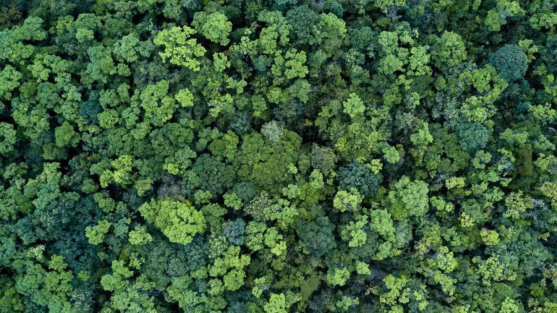 Reforestation: more than planting trees | Nestlé Global